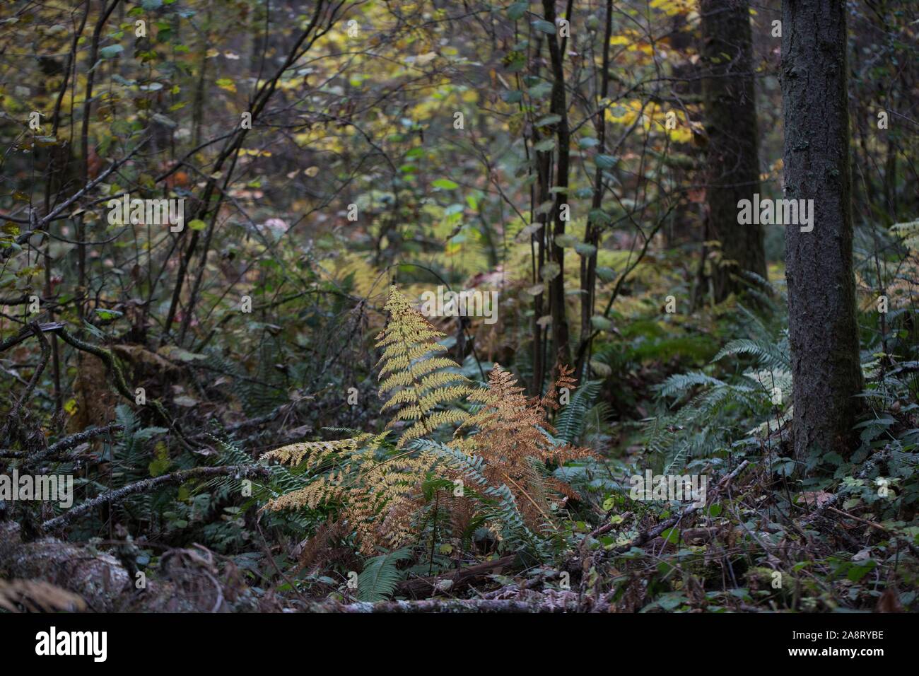 Orange ferns hi-res stock photography and images - Alamy