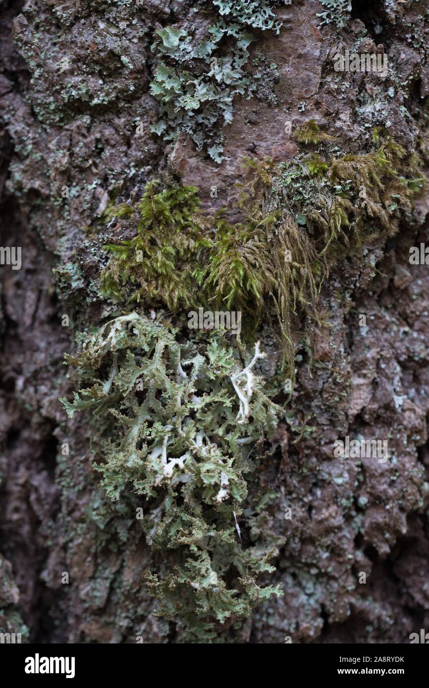 Lichen and moss on a tree in Eugene, Oregon, USA Stock Photo - Alamy
