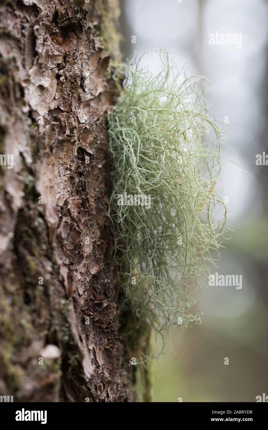 Lichen on a tree in Eugene, Oregon, USA Stock Photo - Alamy