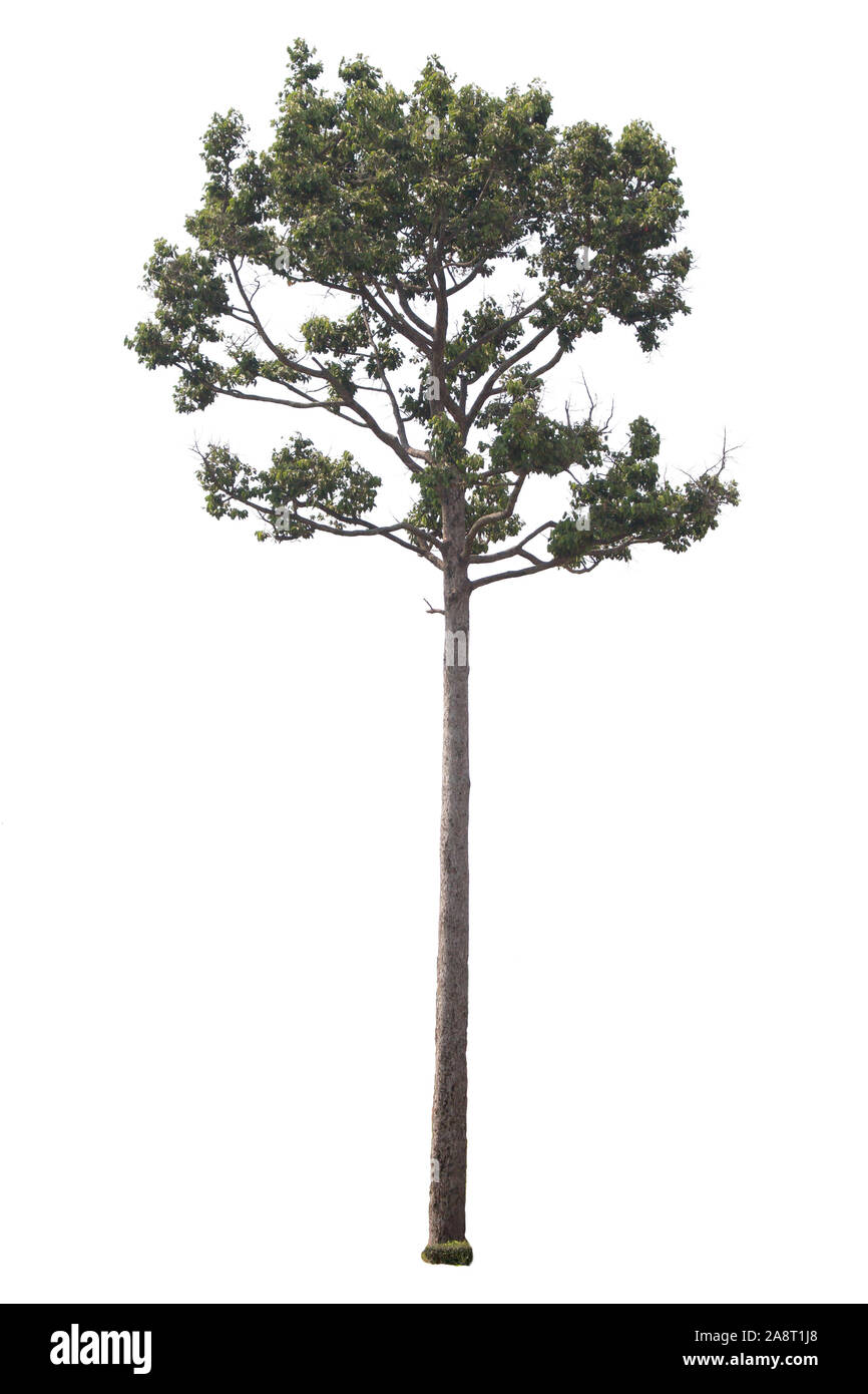 isolated deciduous tree on a white background Stock Photo - Alamy