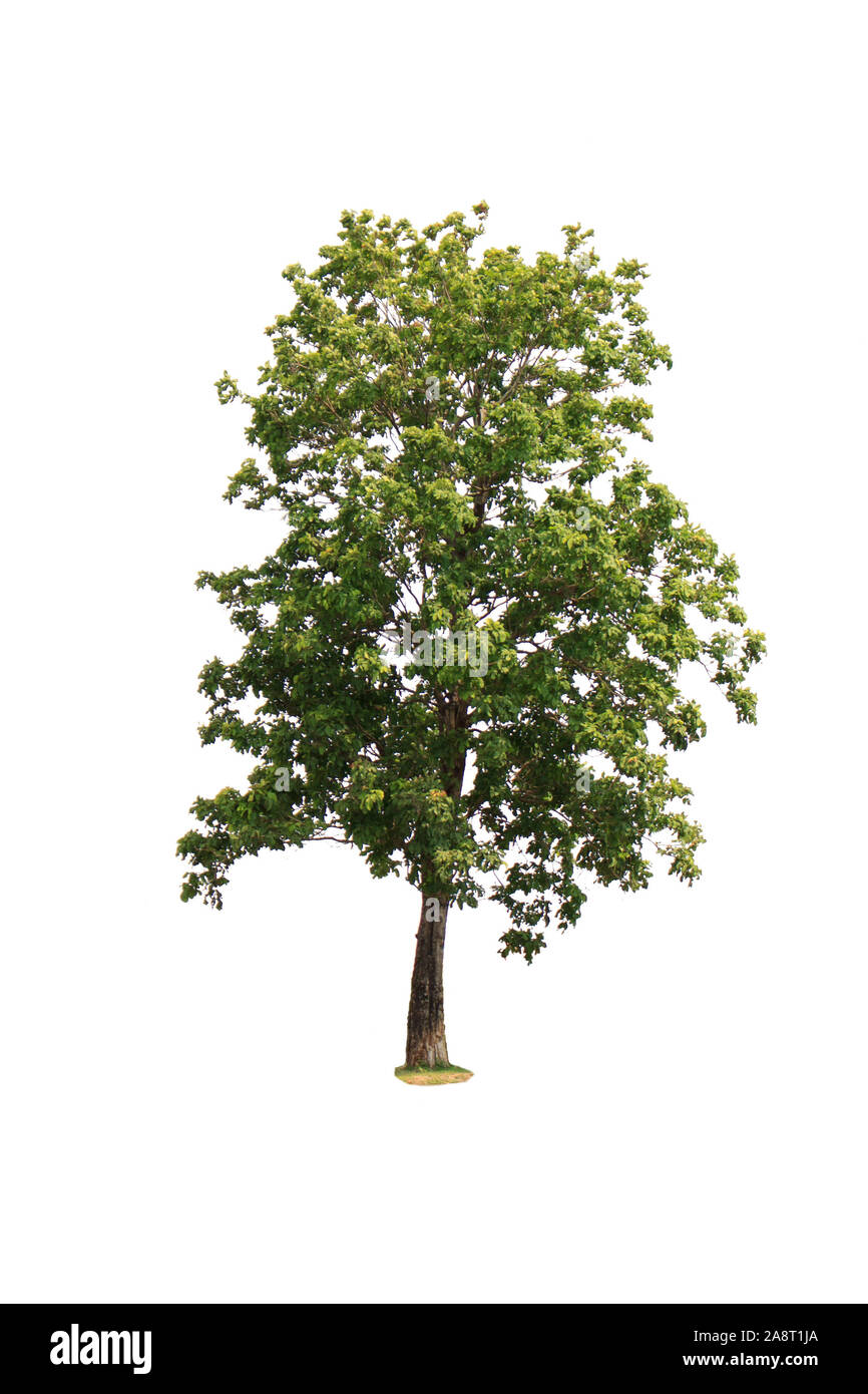 isolated deciduous tree on a white background Stock Photo - Alamy isolated deciduous tree on a white background Stock Photo - Alamy