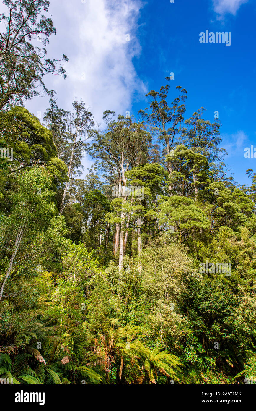 Temperate rainforest canopy hi-res stock photography and images - Alamy