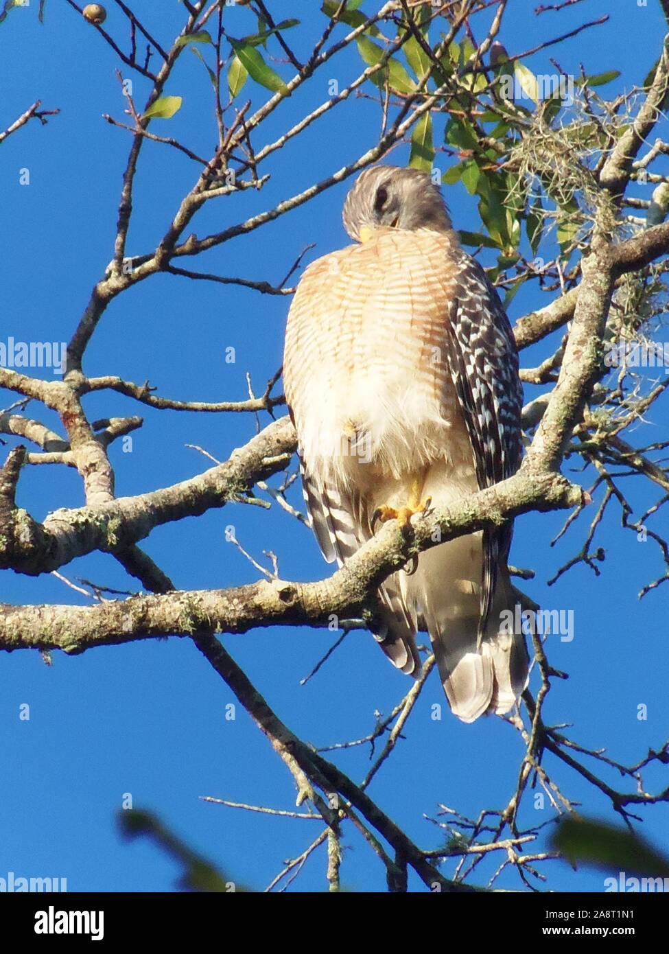 I created this image of a Red-Shouldered Hawk at the Circle B Bar ...