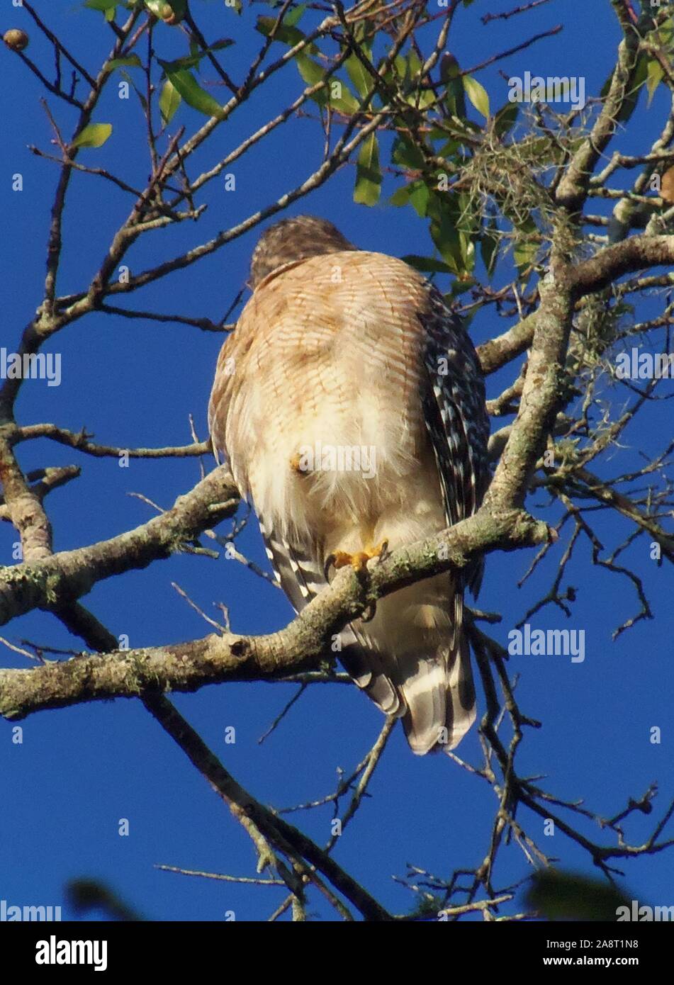 I created this image of a Red-Shouldered Hawk at the Circle B Bar ...