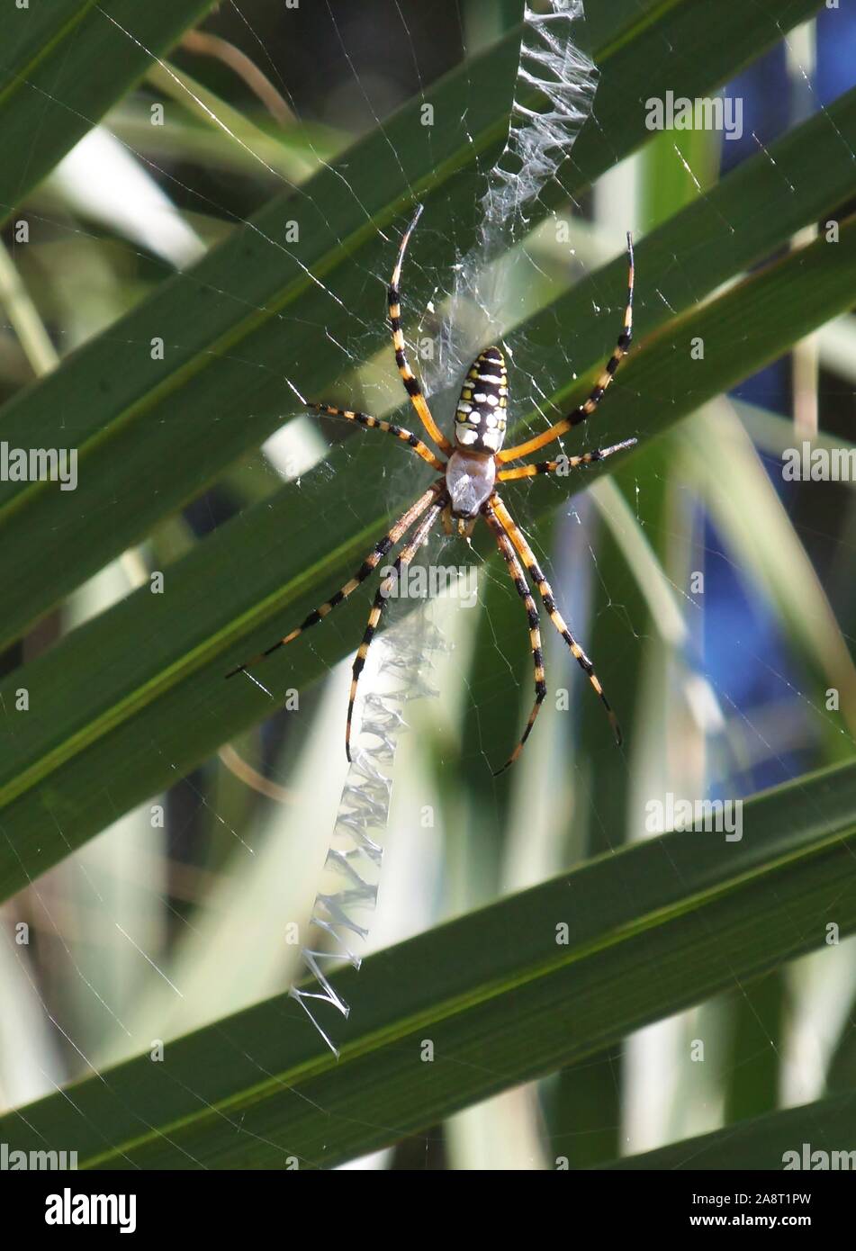 This wildlife photograph was created at the Circle B Bar Reserve in ...