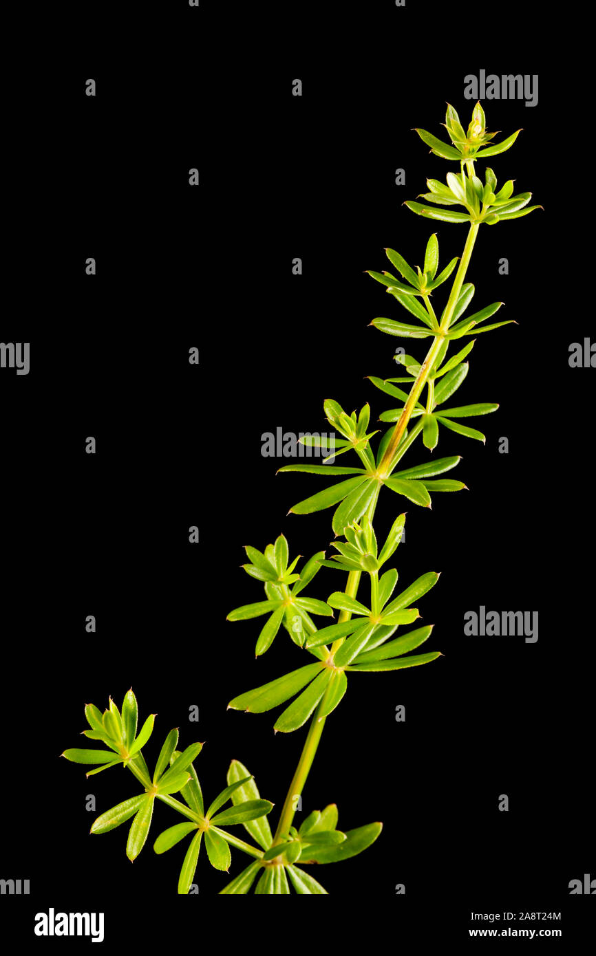 Lateral studio close-up of a stem of Meadow Labi (Latin: Galium mollugo ...