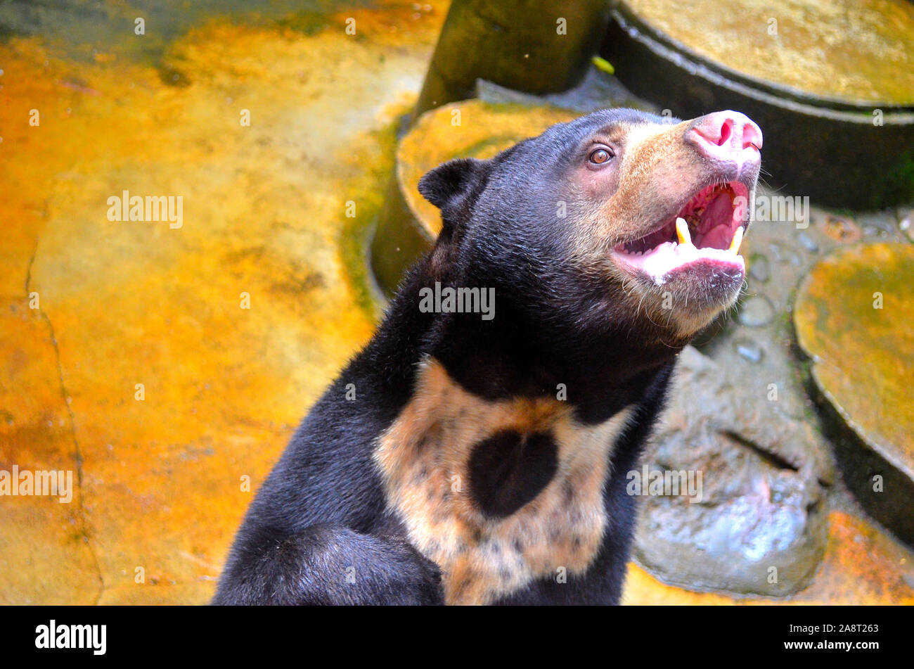 A sun bear at the Phang Nga Breeding Centre in Phang Nga Thailand Asia ...