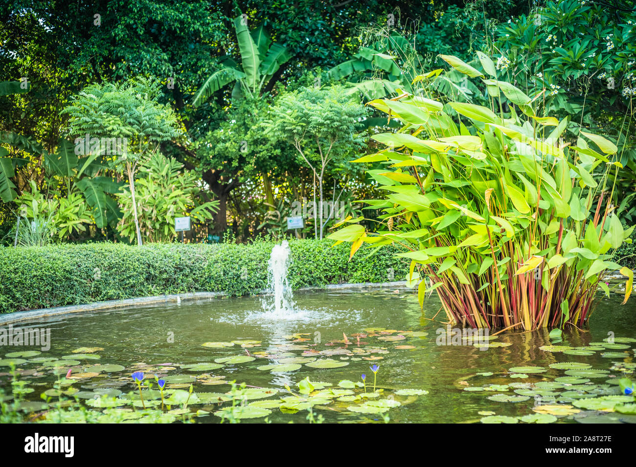 Beautiful Tropical Ponds Flag Ponds Nature Park: A Hidden Gem In