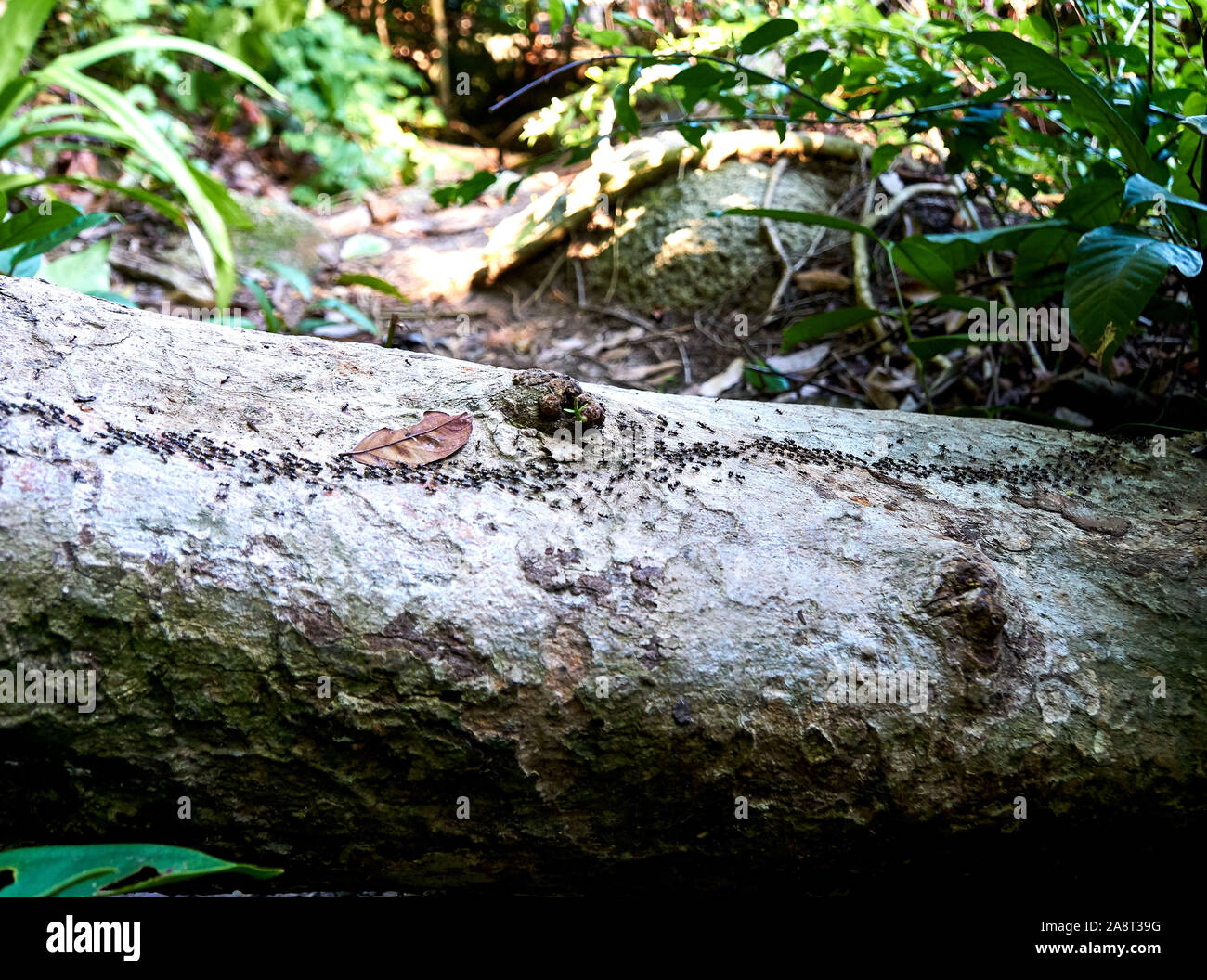 Ants in National Park in Penang, Malaysia Stock Photo - Alamy