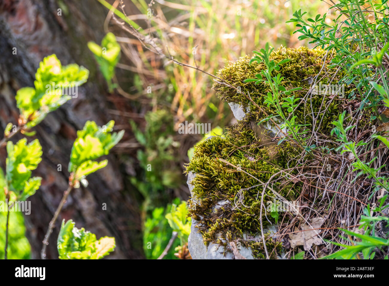 Fluffy soft green moss on stones in the forest. Soft moss carpet ...