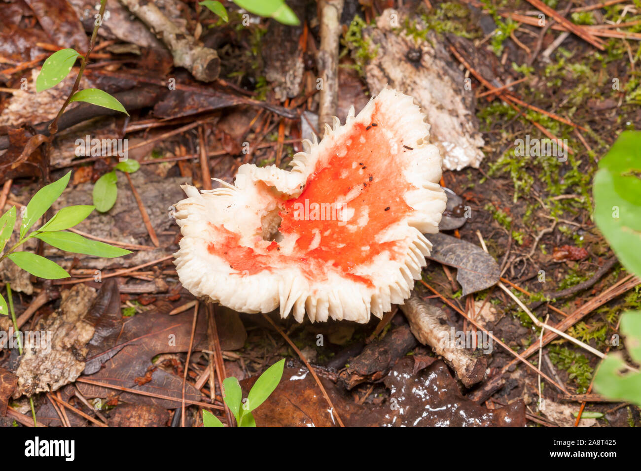 Brittlegills usa hi-res stock photography and images - Alamy