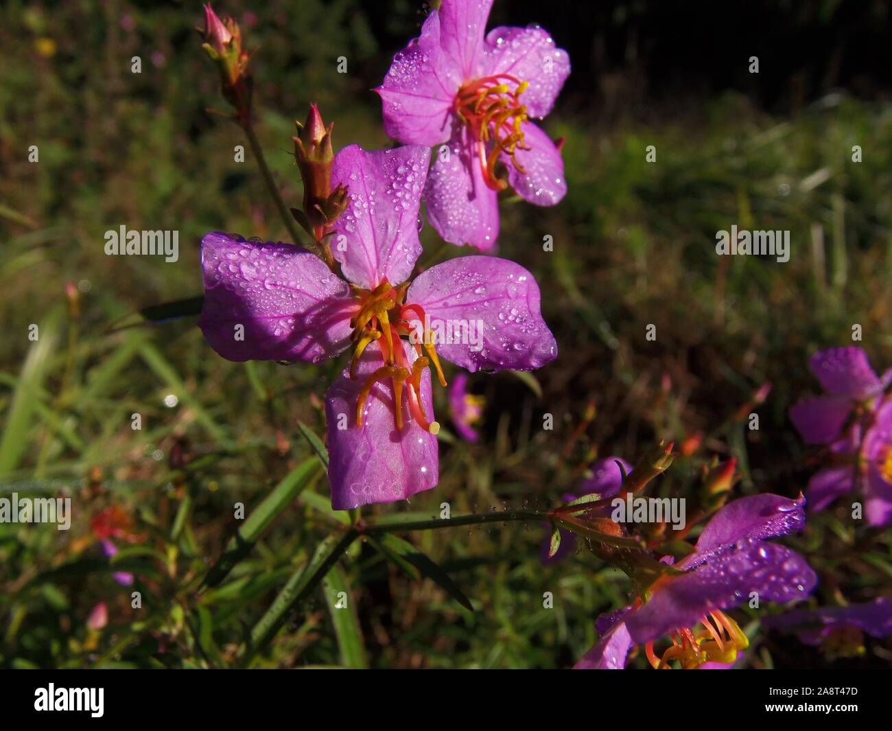 Rhexia mariana flower hi-res stock photography and images - Alamy