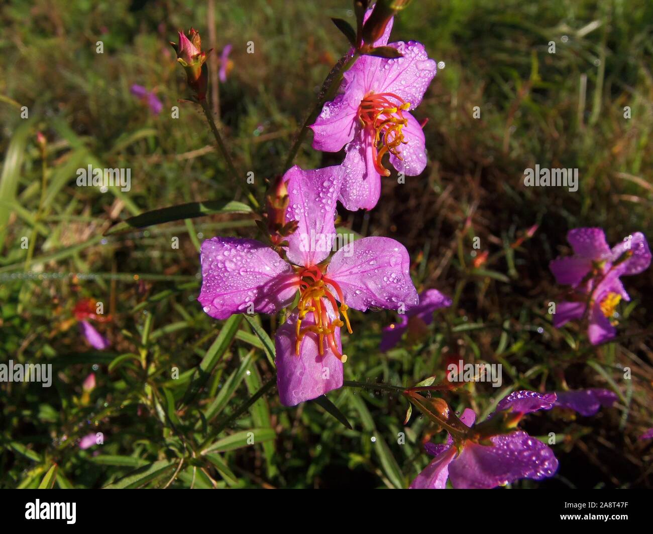 Rhexia mariana flower hi-res stock photography and images - Alamy