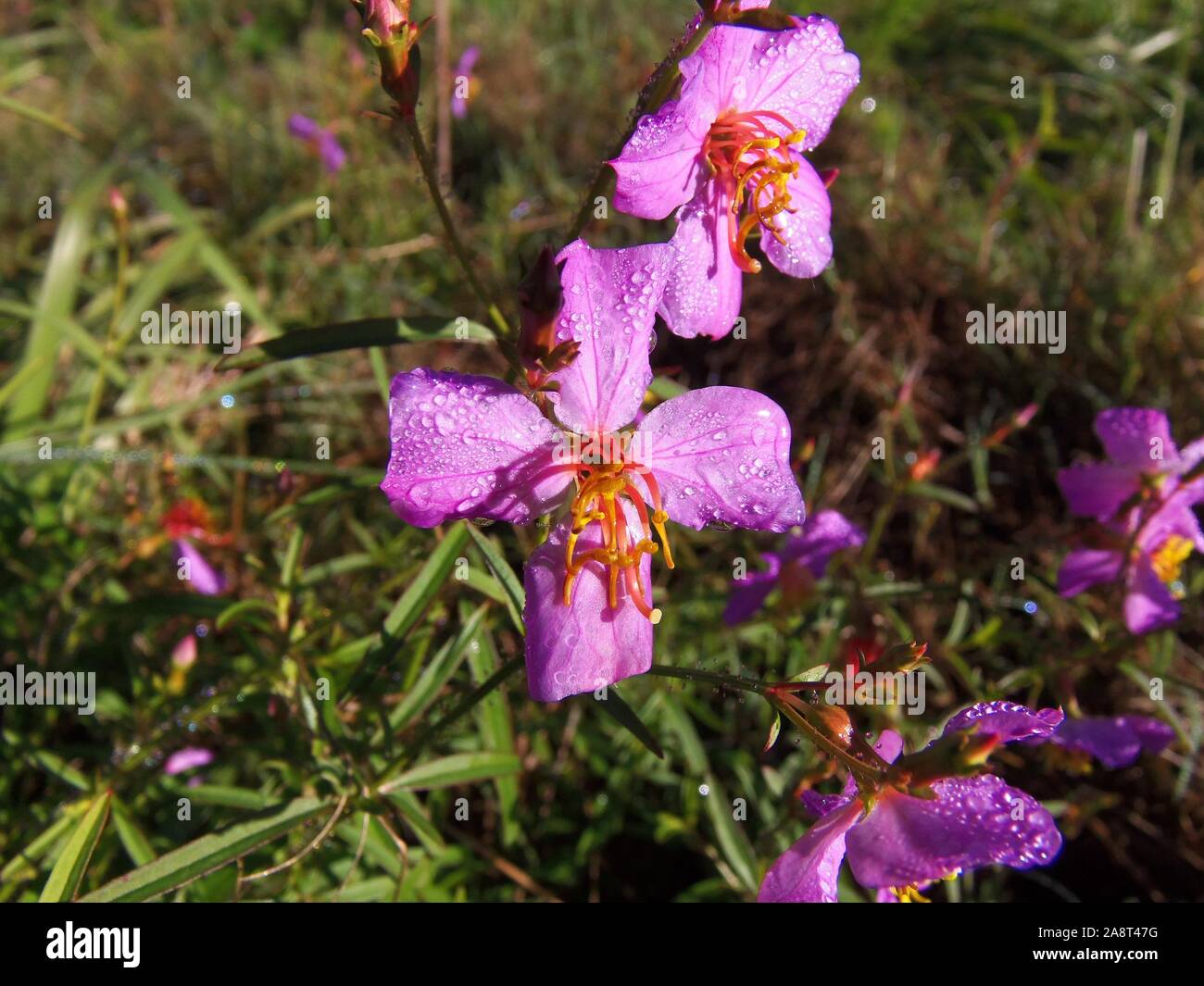 Rhexia mariana plant hi-res stock photography and images - Alamy