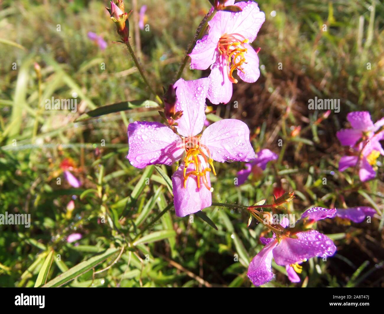 Rhexia mariana flower hi-res stock photography and images - Alamy