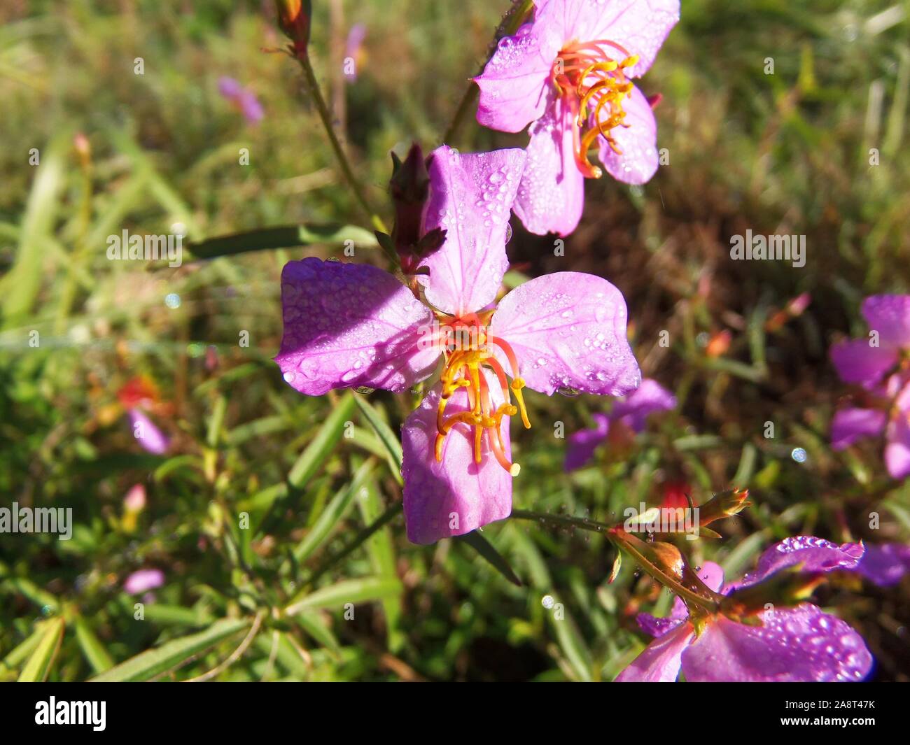 Mariana plants hi-res stock photography and images - Alamy