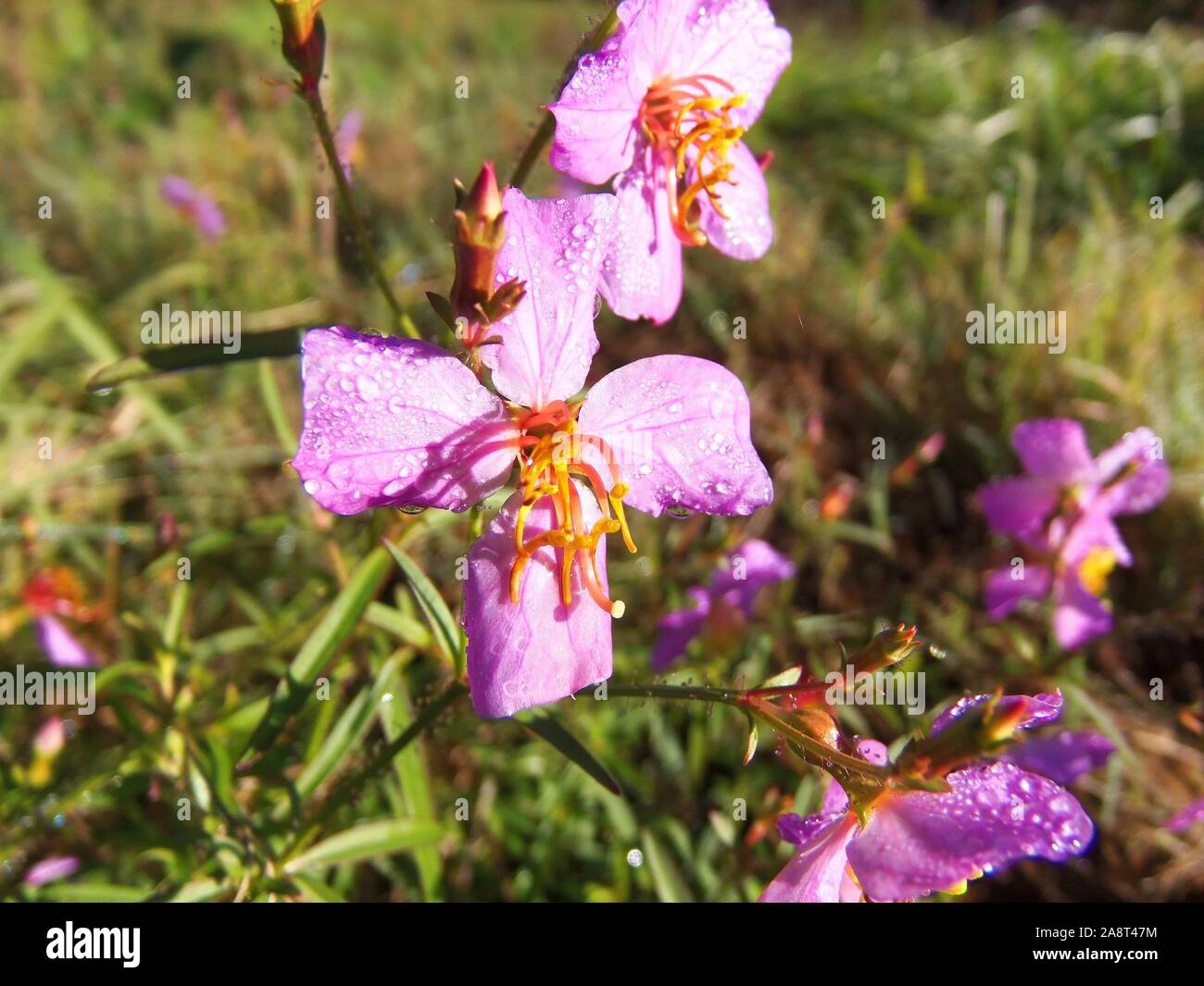 This wildlife photograph is of a small flower that I believe is a ...