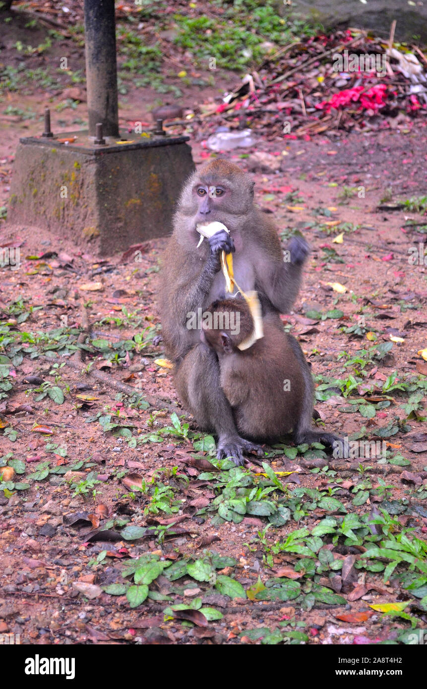Baby monkey feeding hi-res stock photography and images - Alamy