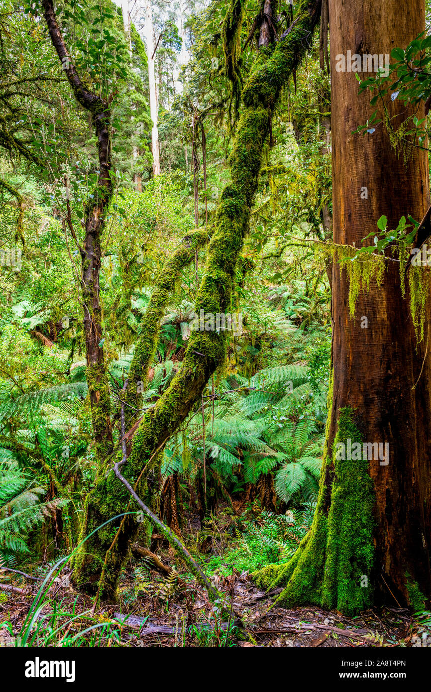 Dense rainforest along Turtons Track, Otway National Park, Victoria ...