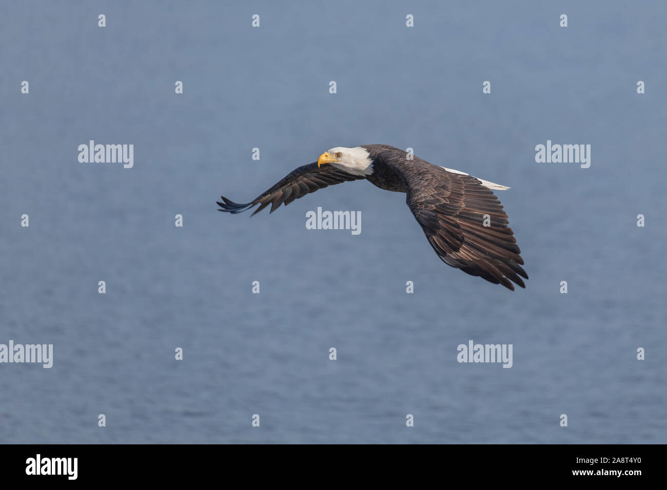 Bald eagle flying close up hi-res stock photography and images - Alamy