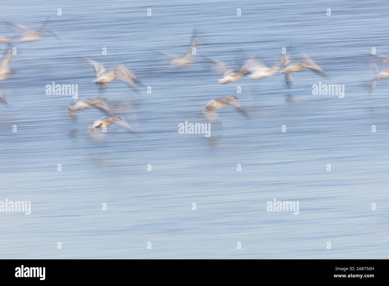 Motion blur wings hi-res stock photography and images - Alamy