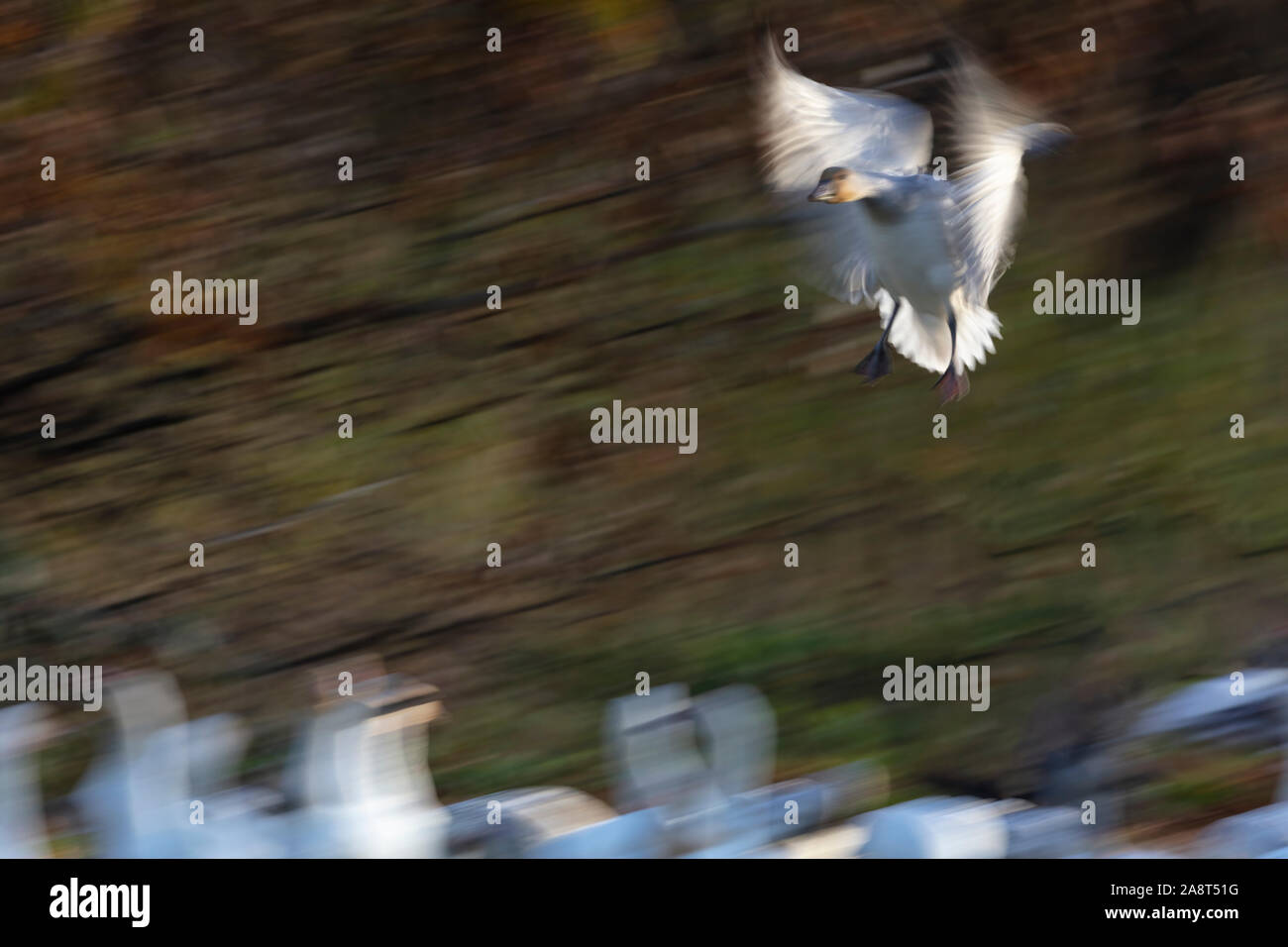 Flying snow geese hi-res stock photography and images - Alamy