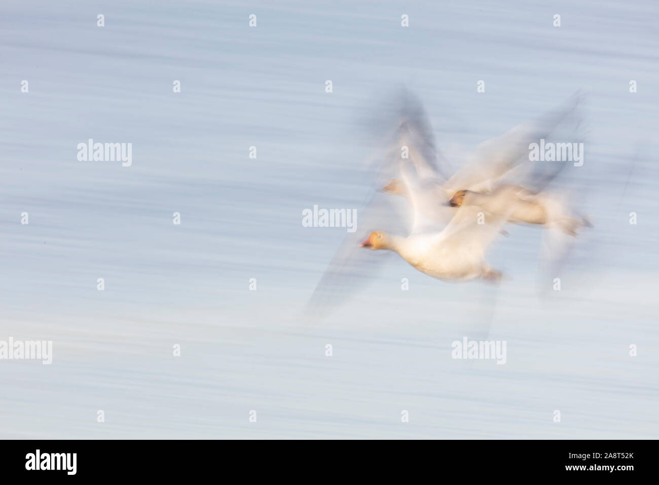 Motion blur birds hi-res stock photography and images - Alamy