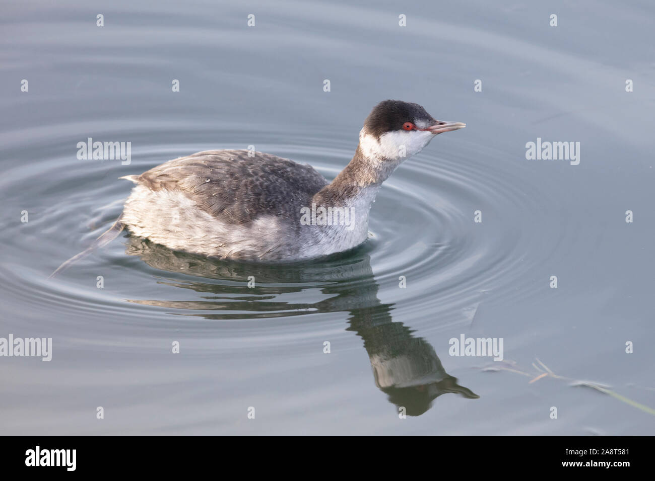 swimming horned grebe close up at Vancouver BC Canada Stock Photo - Alamy