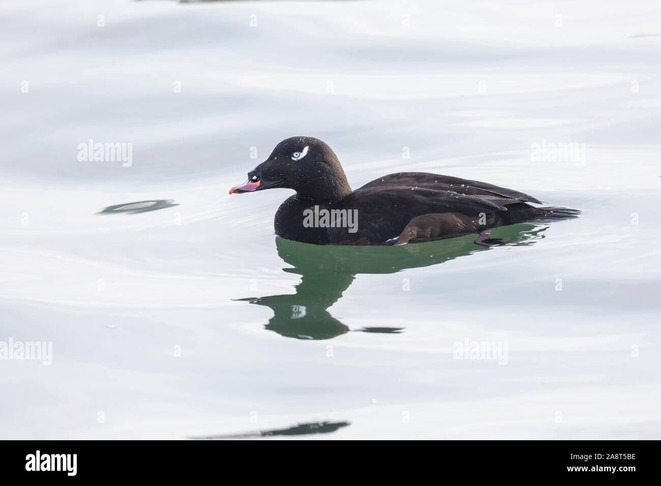 American white winged scoter hi-res stock photography and images - Alamy
