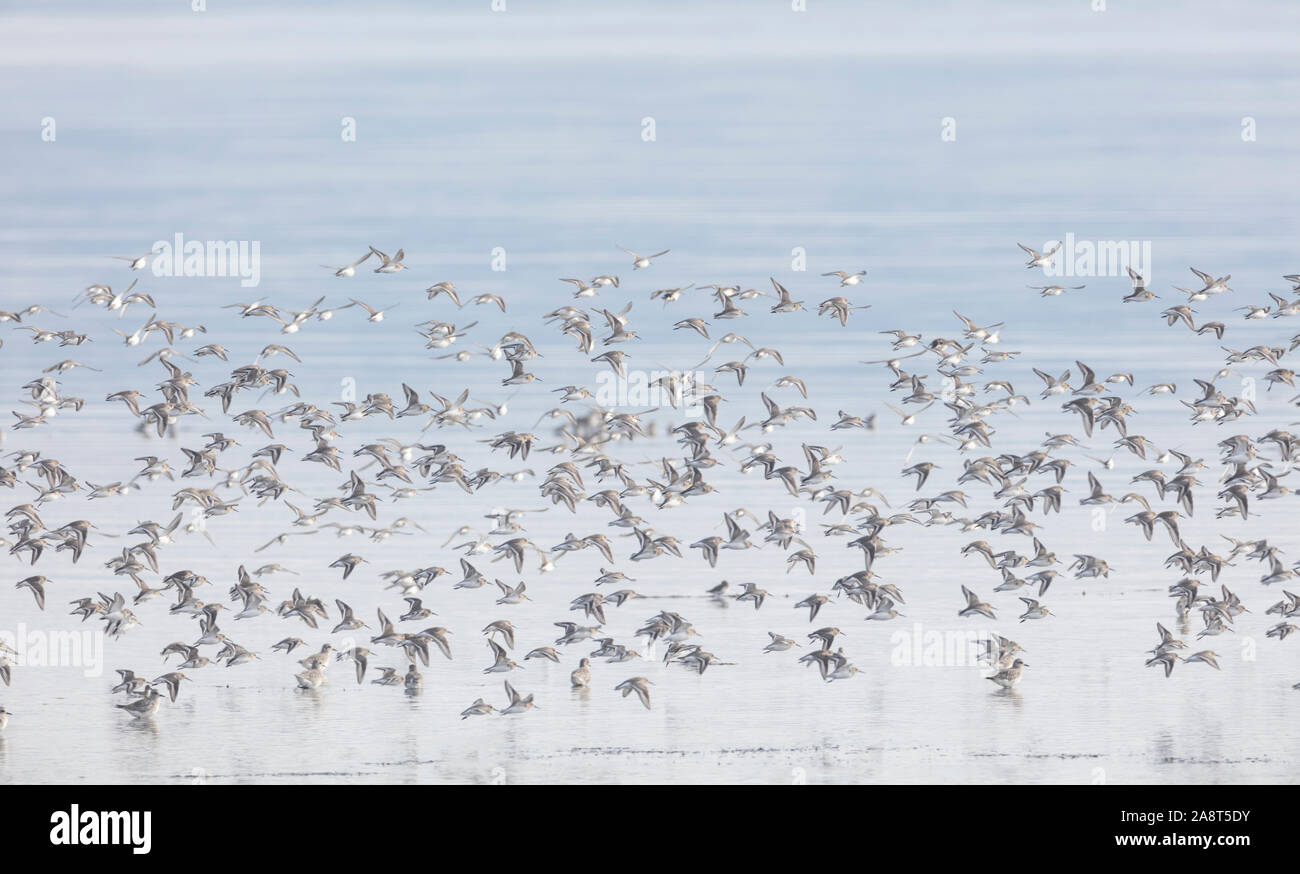 American dunlin hi-res stock photography and images - Alamy