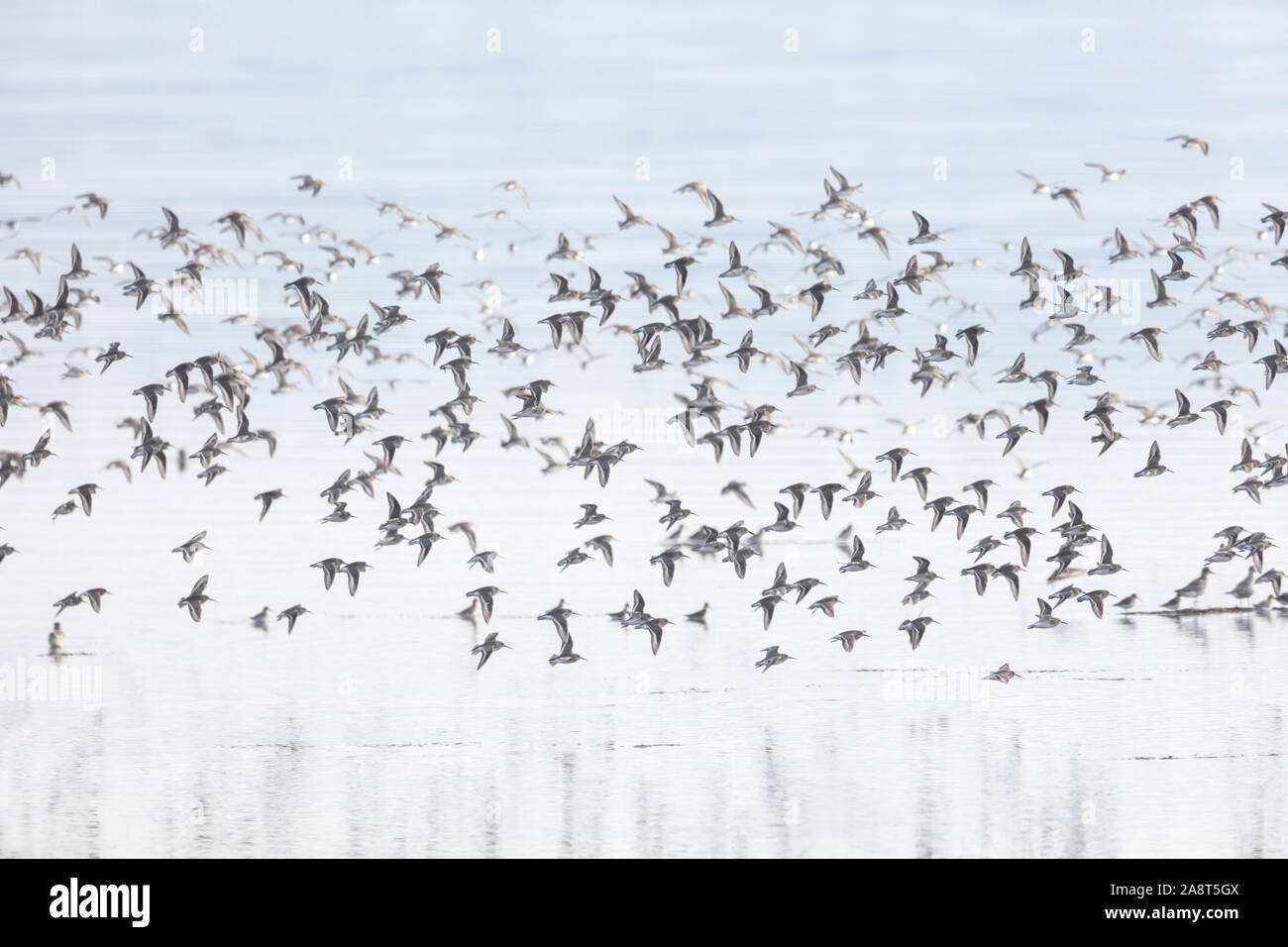 a flock of flying dunlin at Delta BC Canada Stock Photo - Alamy