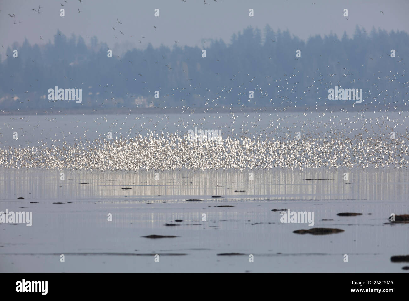 a flock of flying dunlin at Delta BC Canada Stock Photo - Alamy