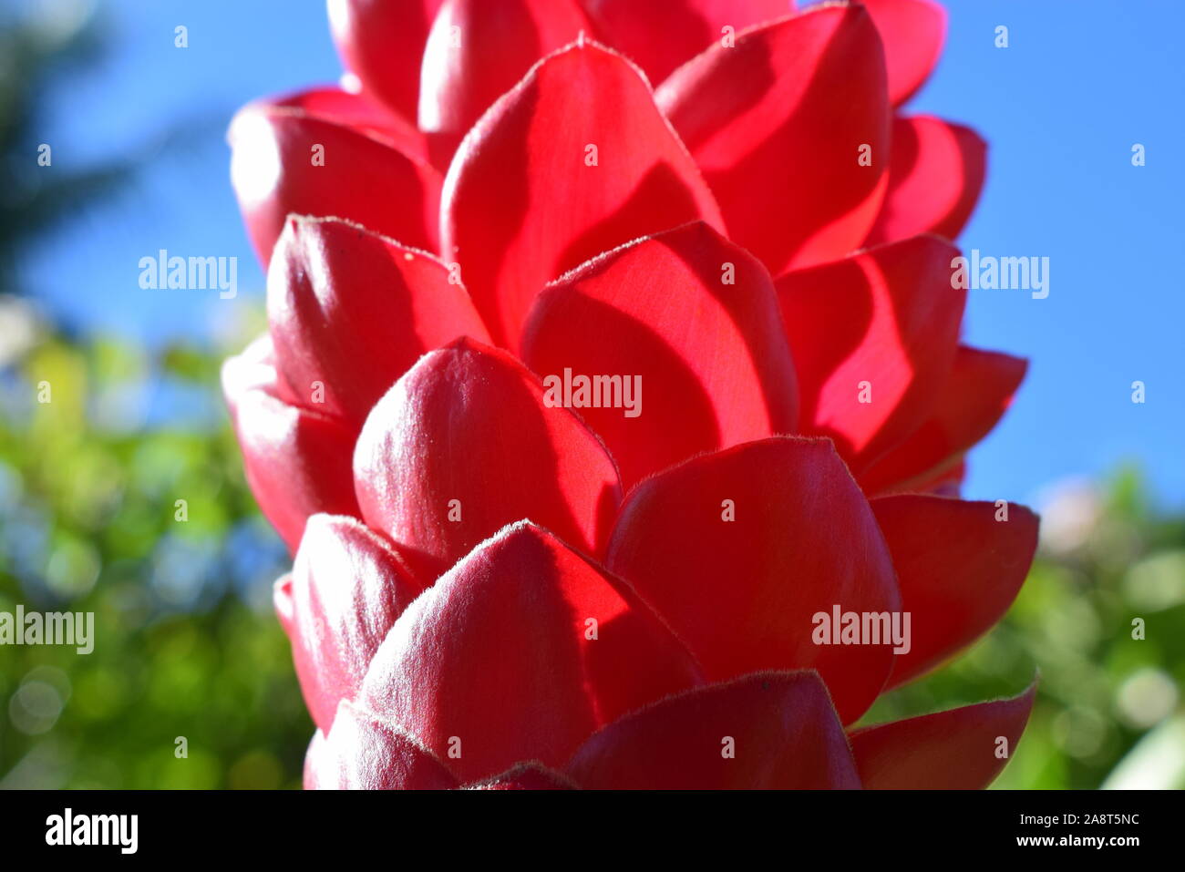 Natural flora tree leaf Stock Photo - Alamy