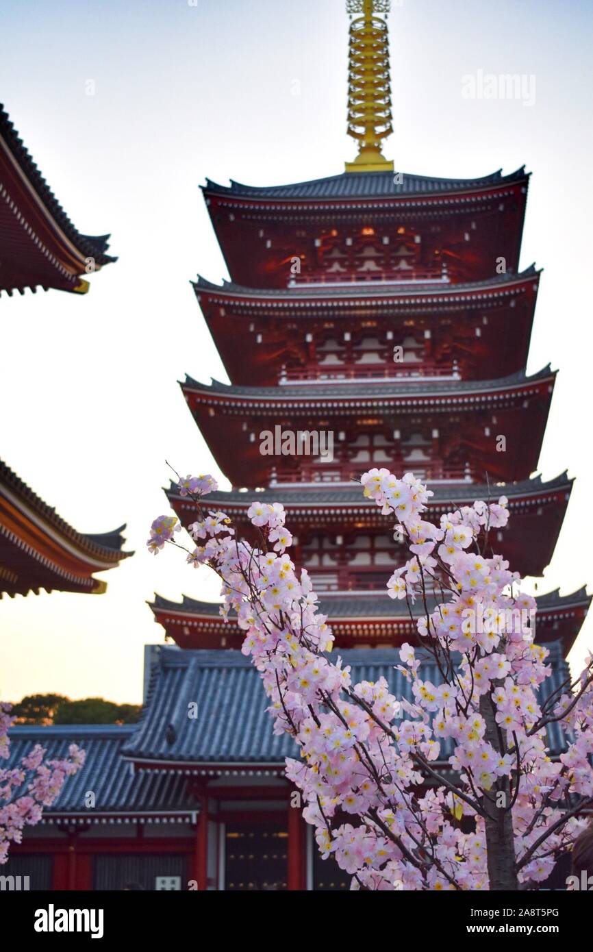 Sakura tree in front of five storey pagoda by Senso-ji temple, Tokyo ...