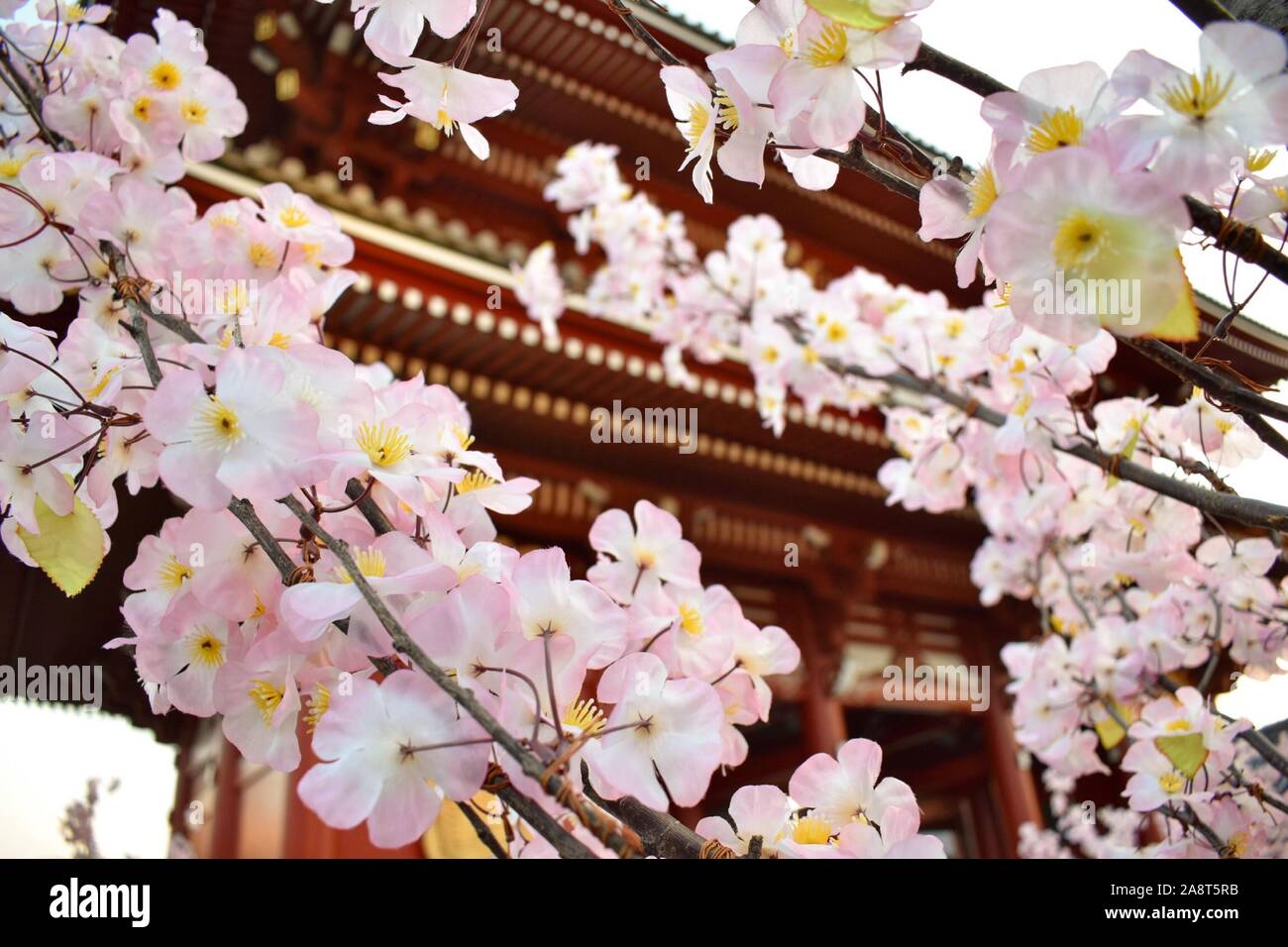 Sakura tree in front of Hozo-mon gate by Senso-ji temple, Tokyo, Japan ...