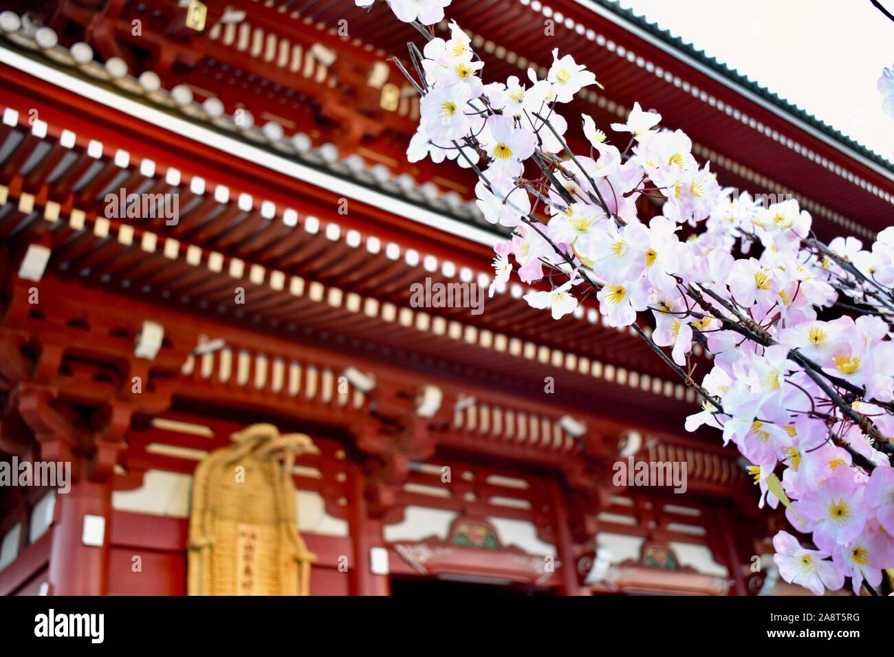 Sakura tree in front of Hozo-mon gate by Senso-ji temple, Tokyo, Japan ...