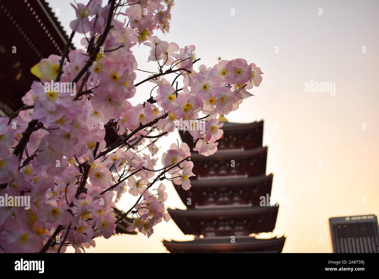 Sakura tree in front of five storey pagoda by Senso-ji temple, Tokyo ...