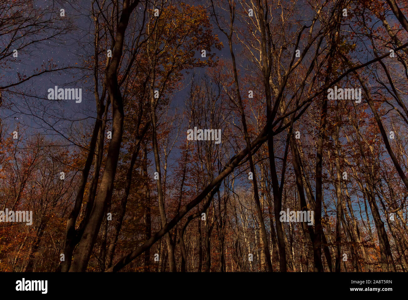 Night Autumn forest under the moonlit and starry sky Stock Photo - Alamy