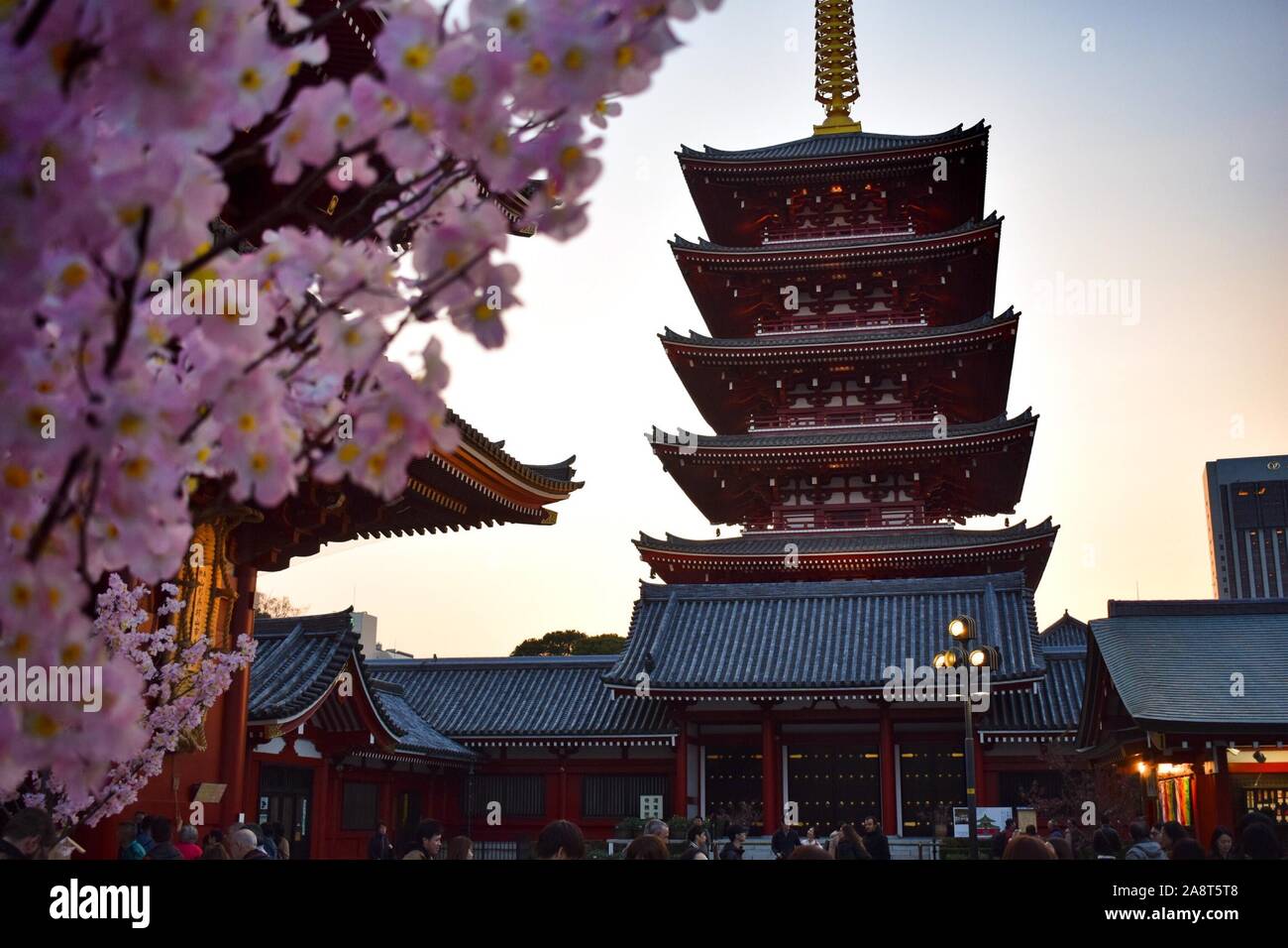 Five storey pagoda, Hozo-mon gate and Sakura tree by Senso-ji temple ...