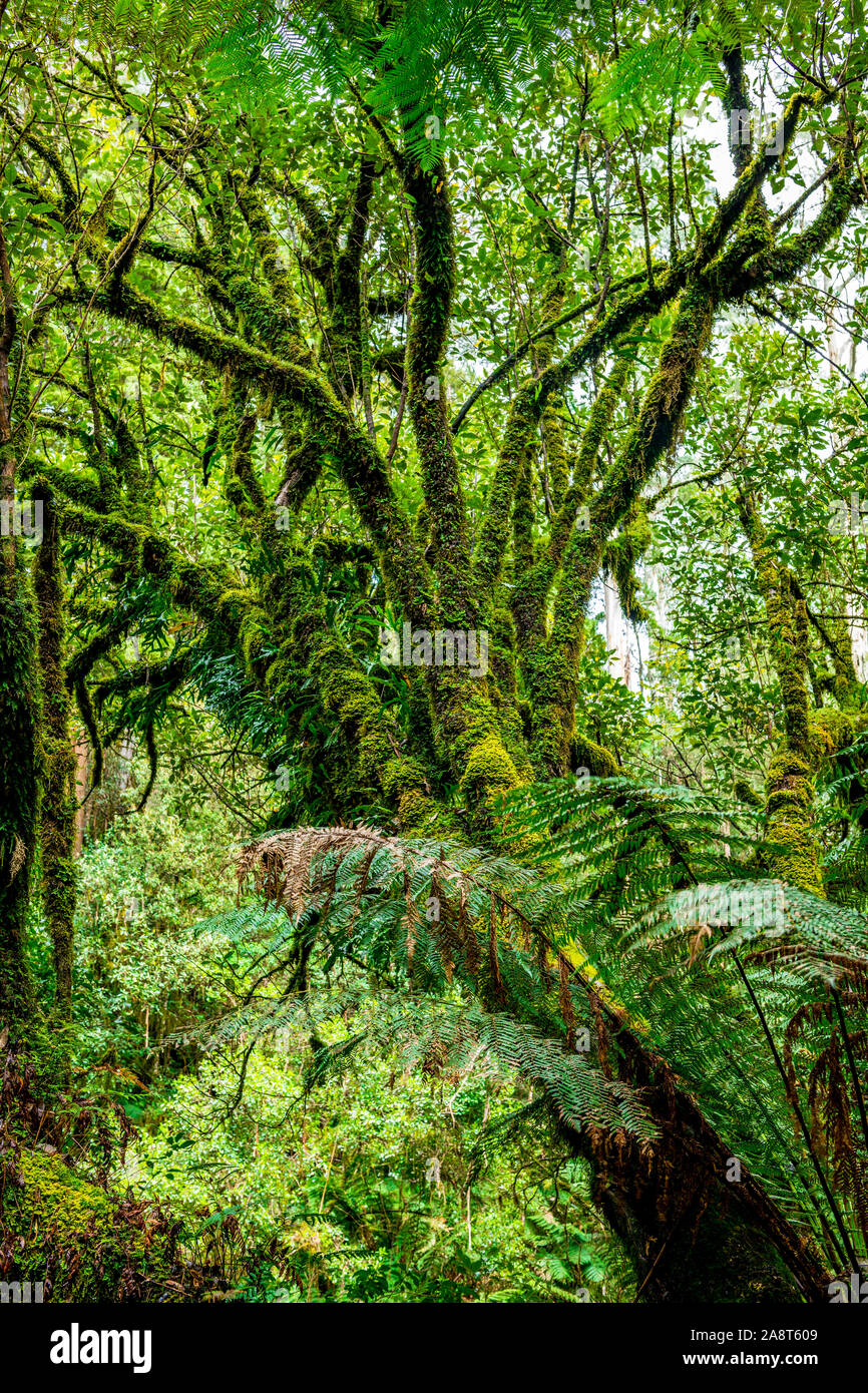 Dense rainforest along Turtons Track, Otway National Park, Victoria ...