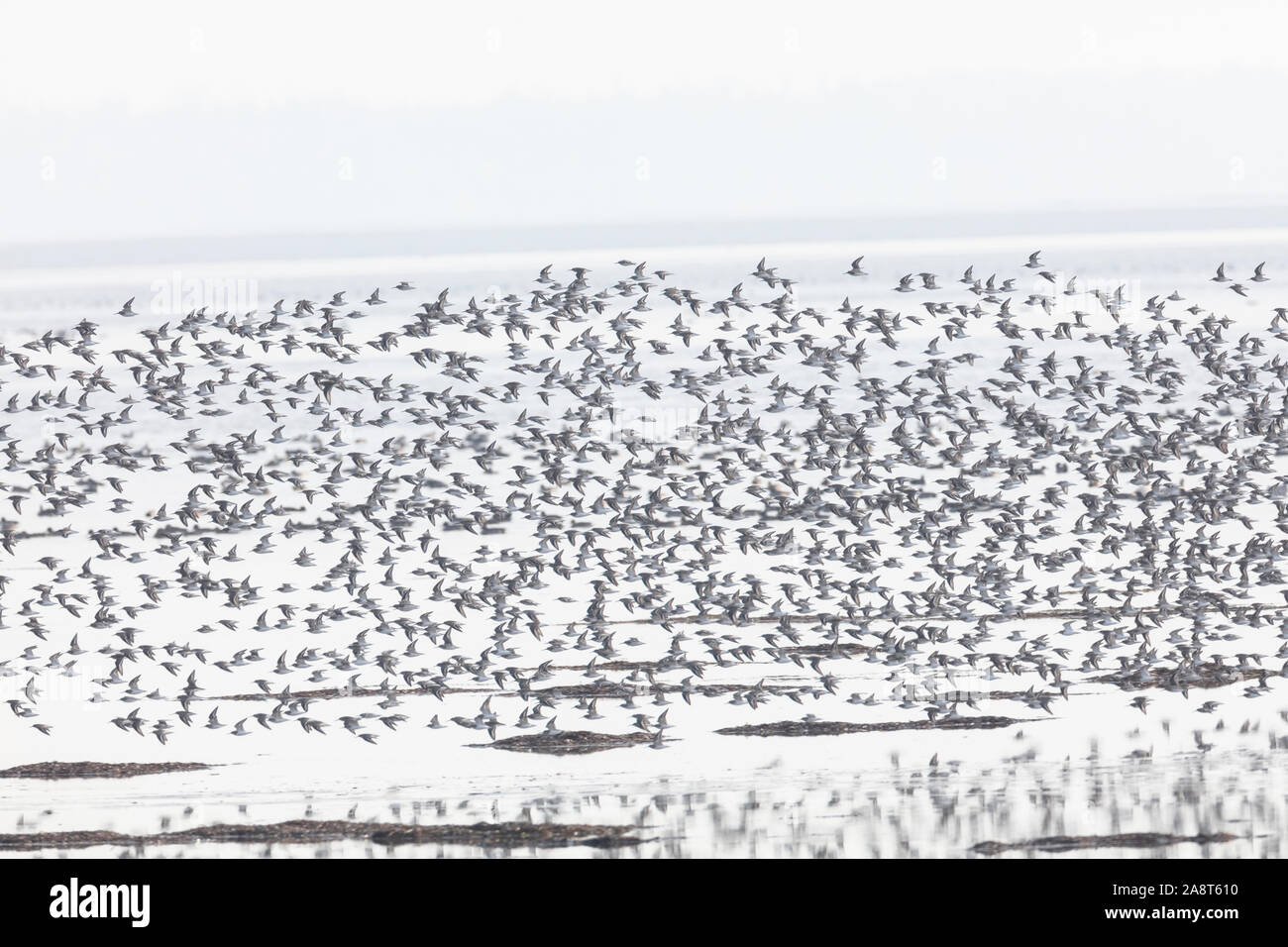 a flock of flying dunlin at Delta BC Canada Stock Photo - Alamy