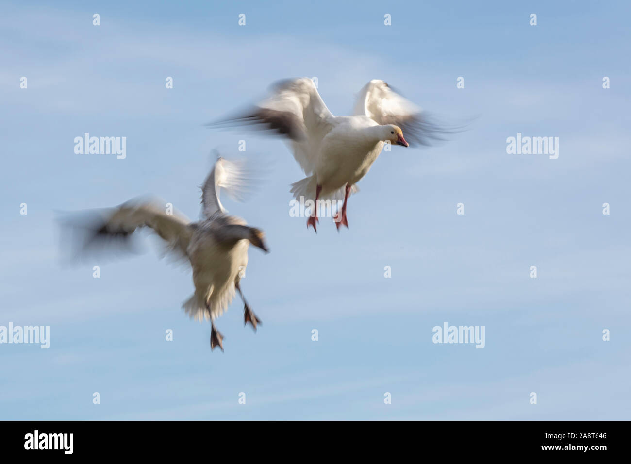 Motion blur wings hi-res stock photography and images - Alamy