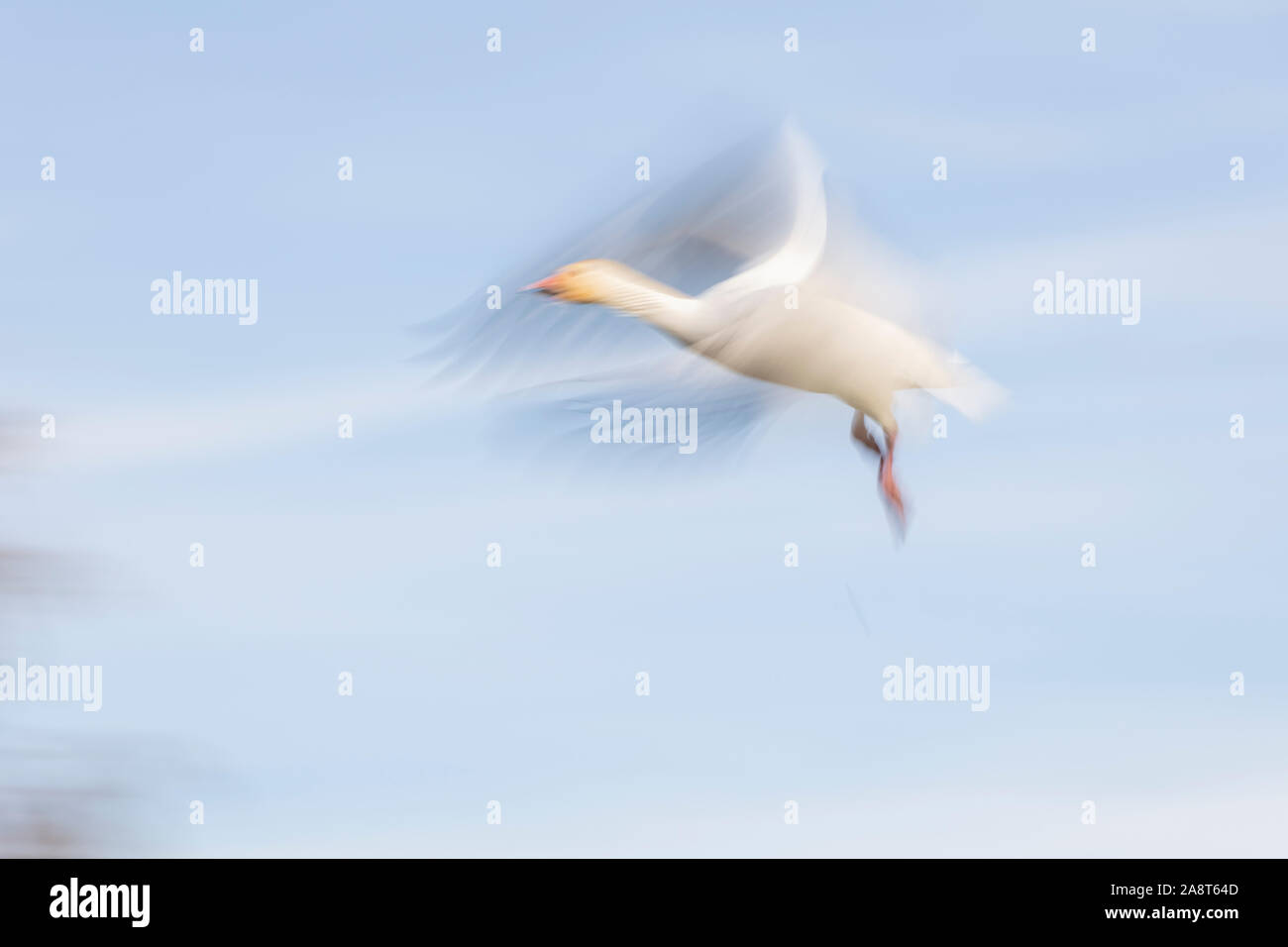 Motion blur wings hi-res stock photography and images - Alamy