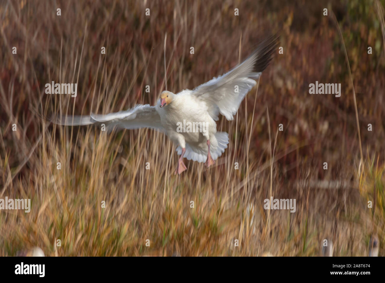 Flying Snow Geese with motion blur close up Stock Photo - Alamy