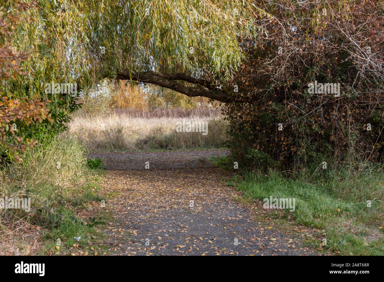 tree branch frame for nature background use Stock Photo - Alamy