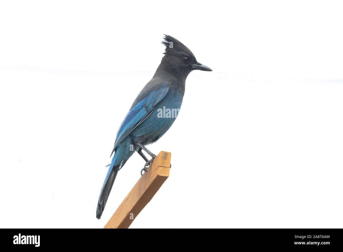 Steller's Jay bird at Vancouver BC Canada Stock Photo - Alamy