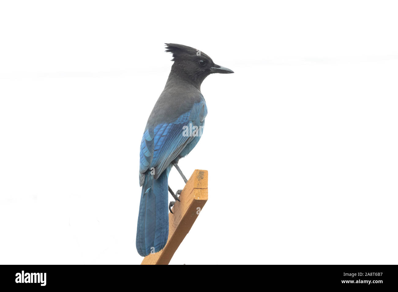 Steller's Jay bird at Vancouver BC Canada Stock Photo - Alamy