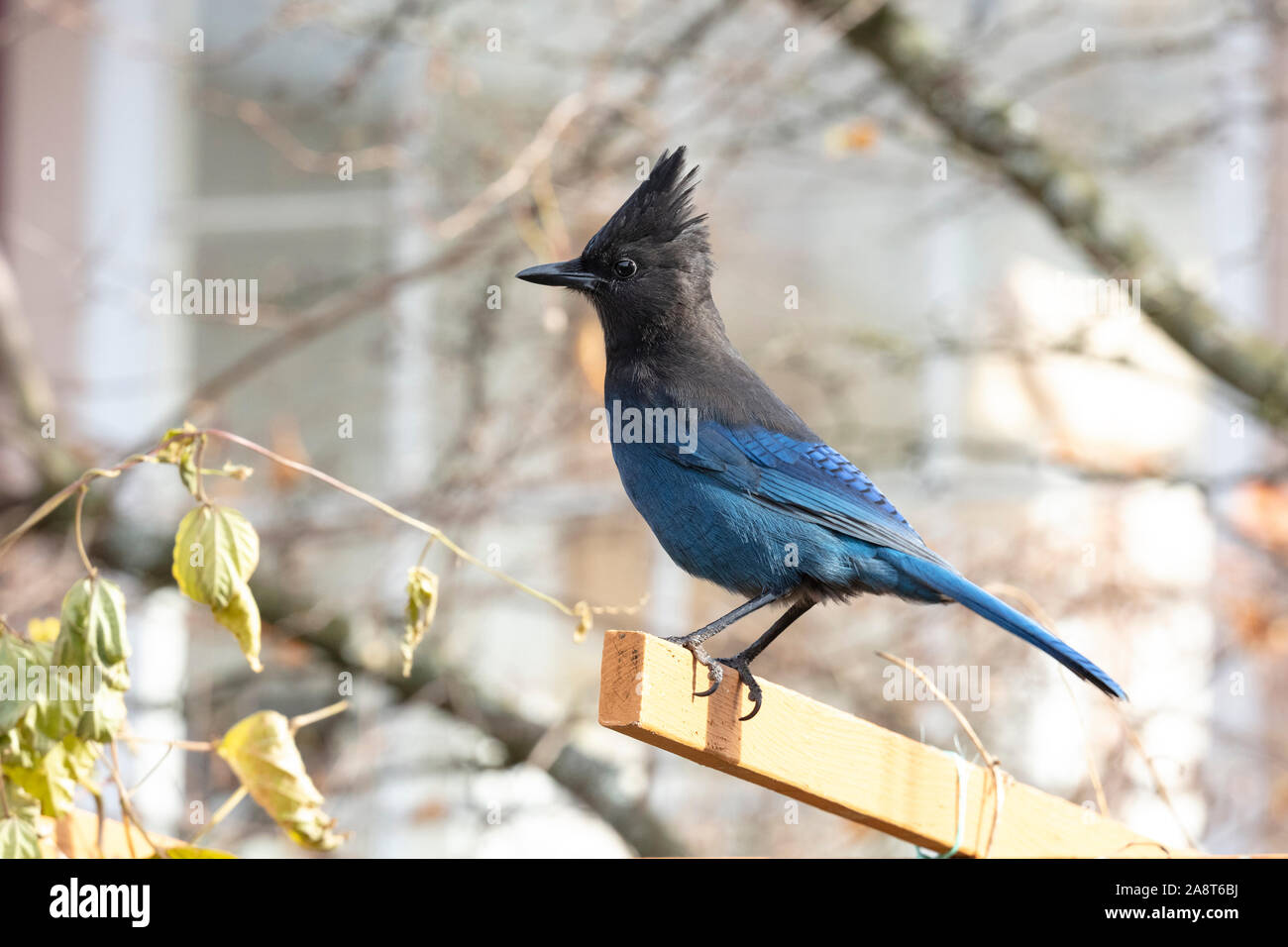 Steller's Jay bird at Vancouver BC Canada Stock Photo - Alamy