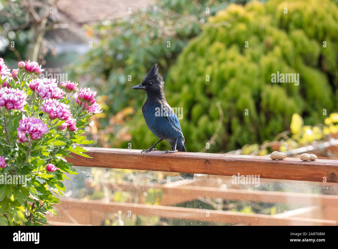 Steller's Jay bird at Vancouver BC Canada Stock Photo - Alamy