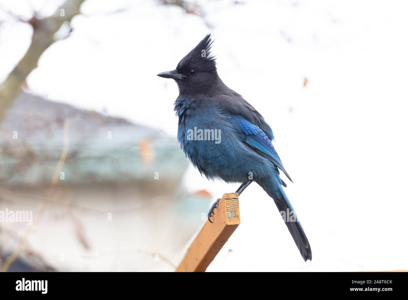 Steller's Jay bird at Vancouver BC Canada Stock Photo - Alamy
